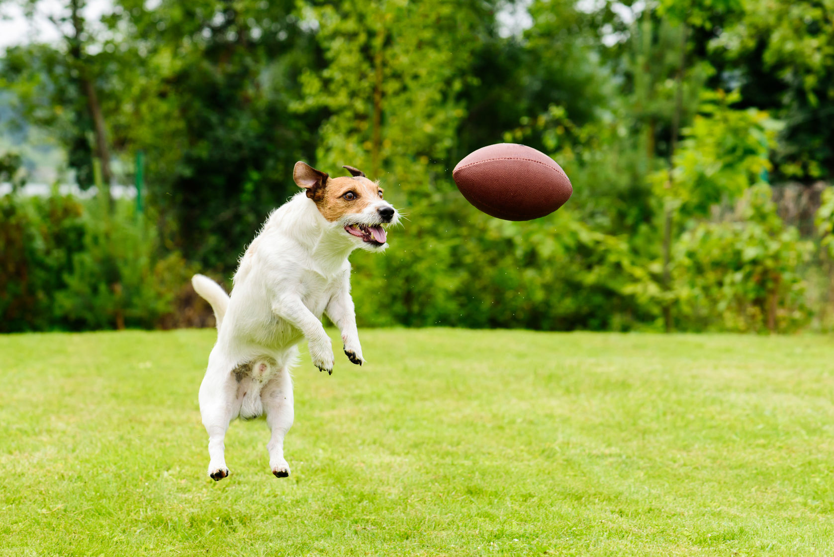 Tailgating with pets: How to ensure your dog stays safe during football ...